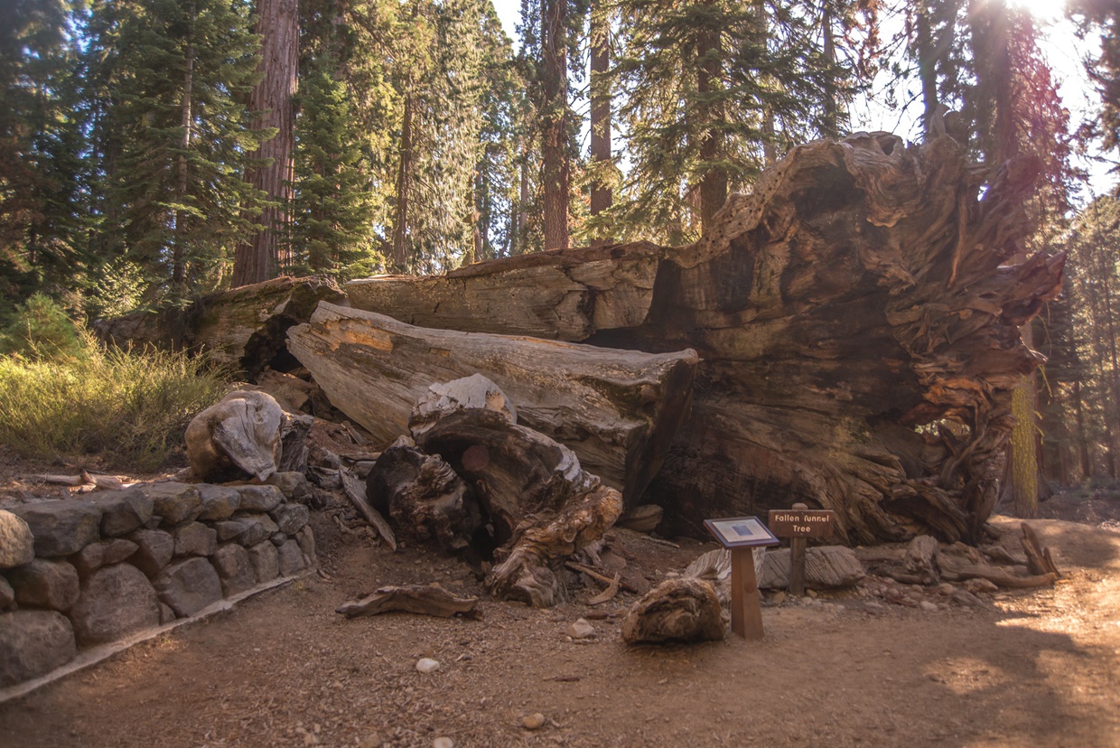 退職後 アメリカに行く話 | アメリカの国立公園32選！【ヨセミテ国立公園】 mohamoha128