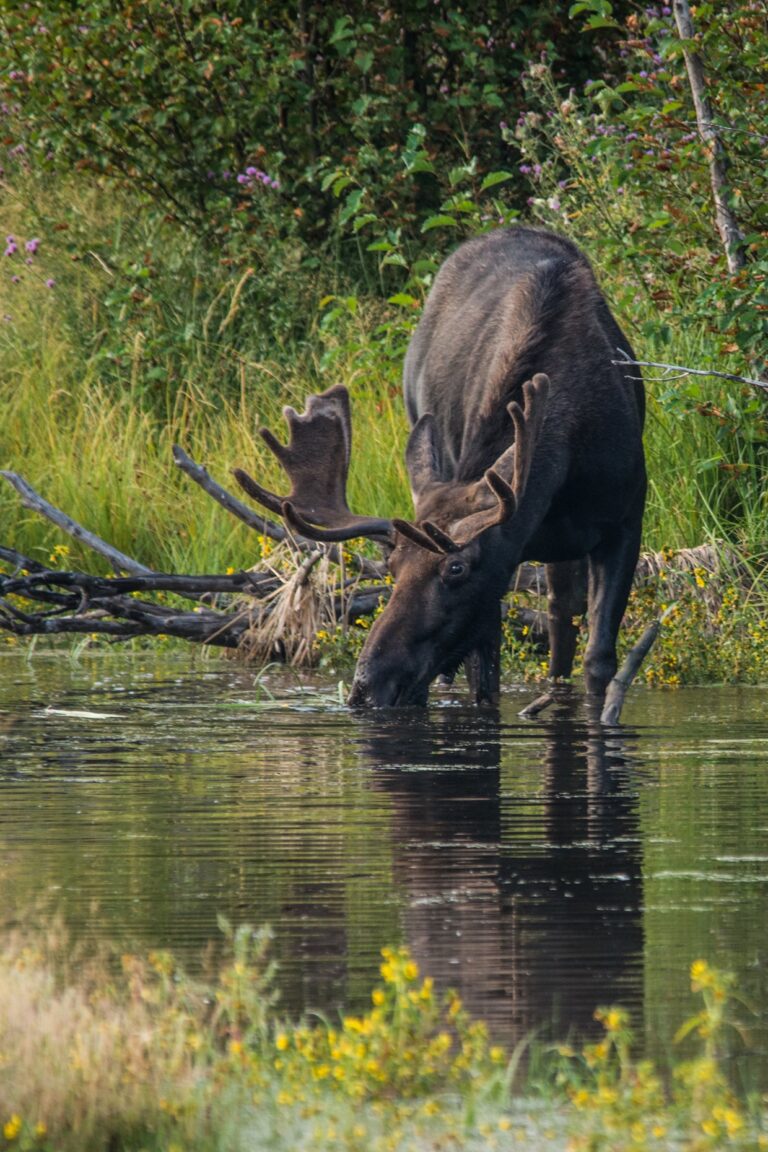 退職後 アメリカに行く話 | アメリカの国立公園32選！【グランドティトン国立公園】 mohamoha143